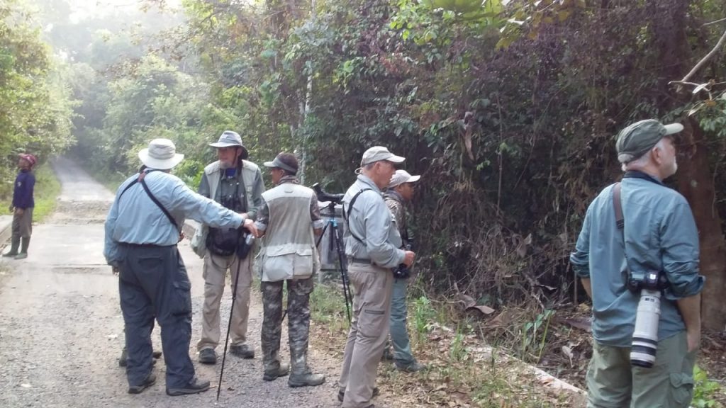 Peter Roberts Birding Tours to Gunung Gede on West Java and Kerinci ...