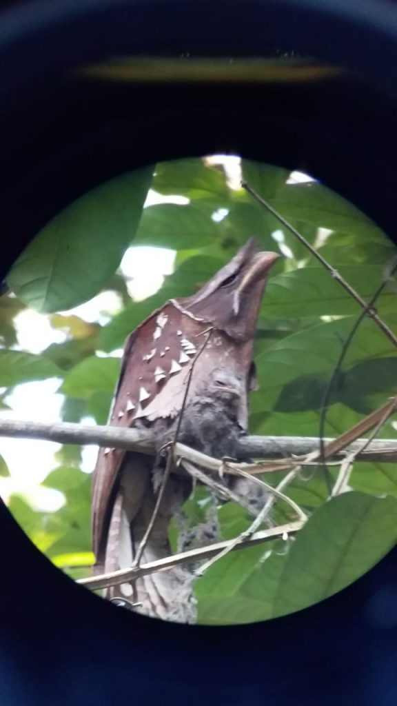 Peter Roberts Birding Tours to Gunung Gede on West Java and Kerinci ...